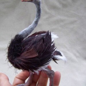Made to Order Ooak Miniature Dollhouse Ostrich Bird by Malga - Etsy