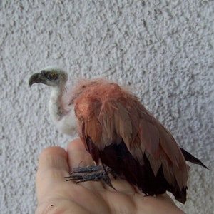 Made to Order Ooak Dollhouse Miniature Griffon Vulture Bird by Malga - Etsy