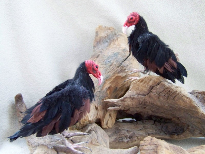 MADE to Order Ooak Dollhouse Miniature ONE Turkey Vulture Halloween by ...