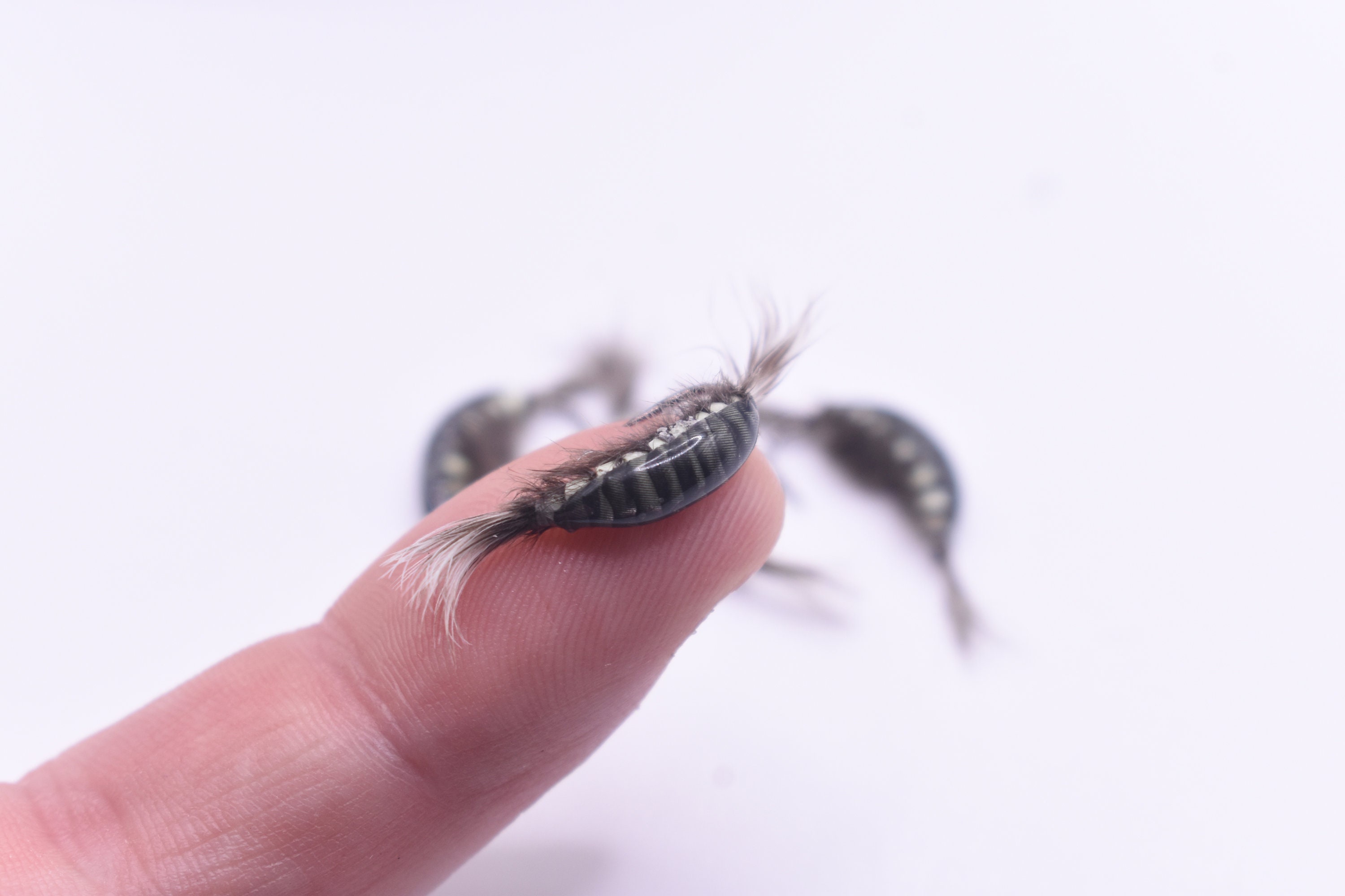 Cream Brown Micro Tungsten Shrimp Jigs 4 Jig Pack - Etsy