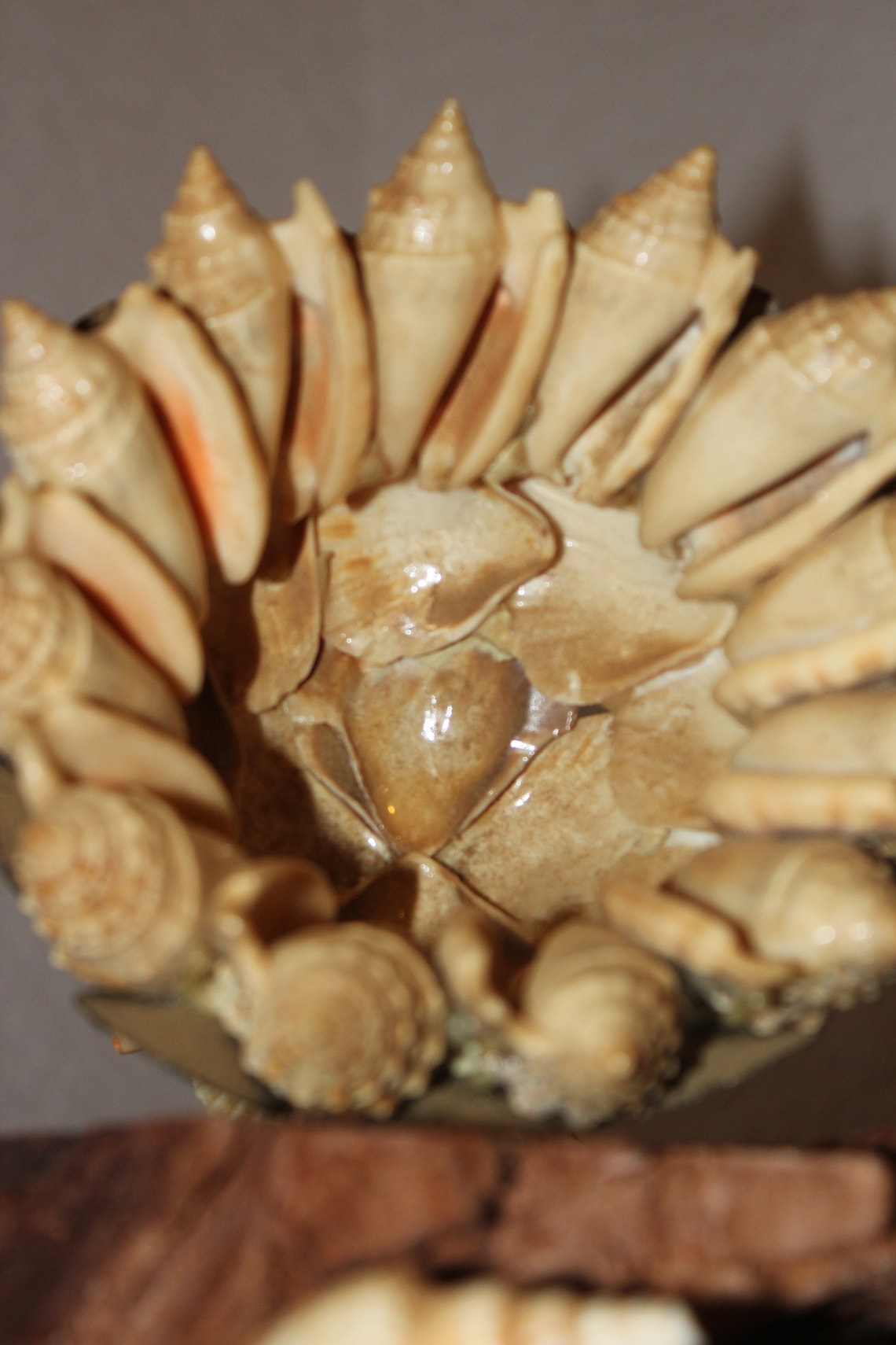 Sea Shell Dish Beach Comber Dish Sea Shell Collection Beach | Etsy