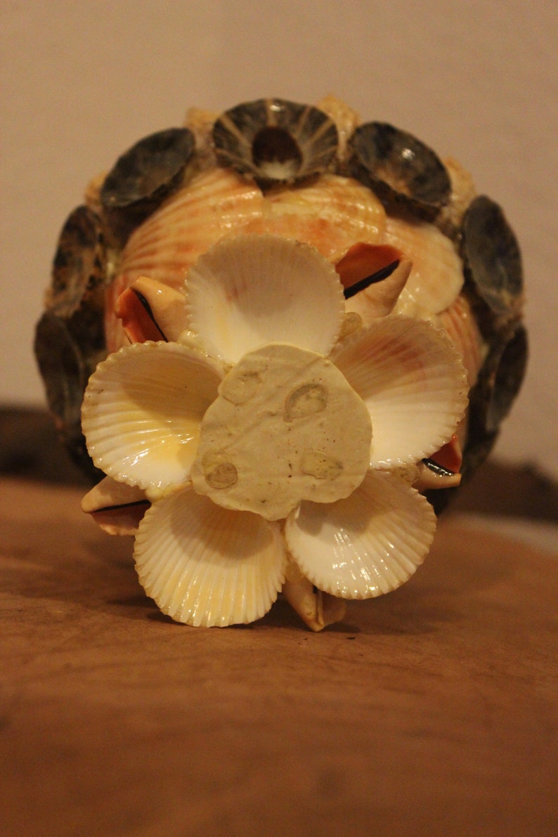 Sea Shell Dish Beach Comber Dish Sea Shell Collection Beach - Etsy