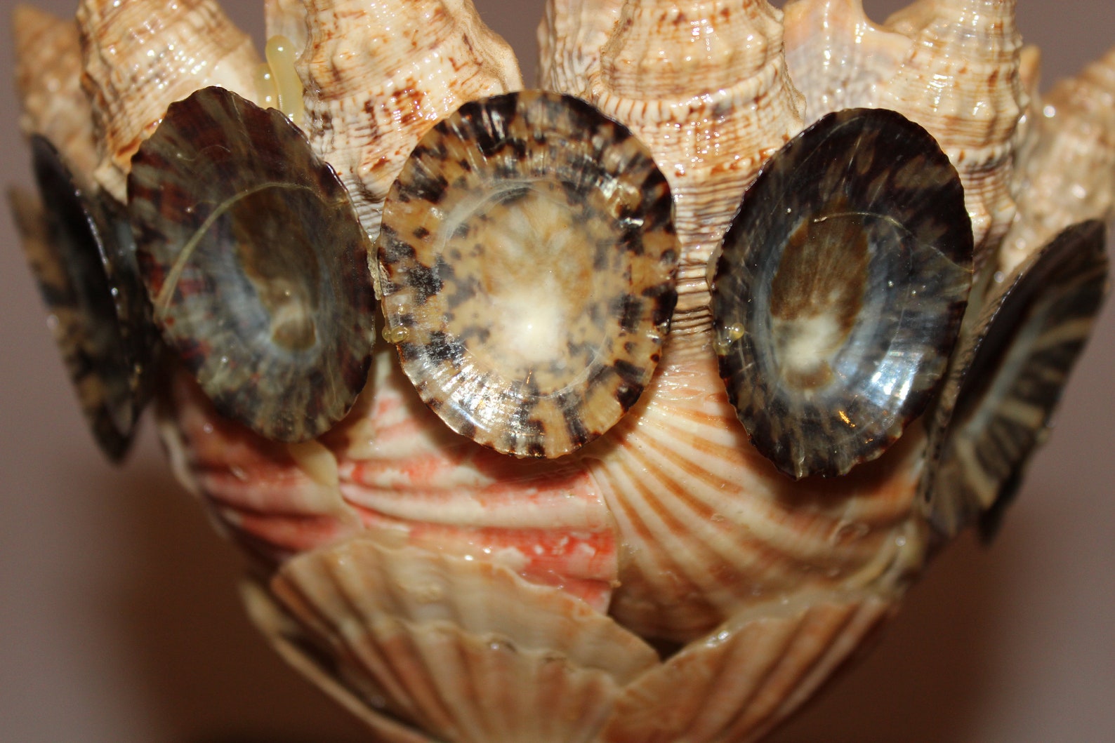 Sea Shell Dish Beach Comber Dish Sea Shell Collection Beach - Etsy