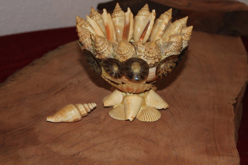 Sea Shell Dish Beach Comber Dish Sea Shell Collection Beach - Etsy