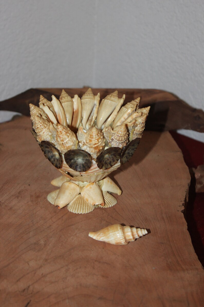 Sea Shell Dish Beach Comber Dish Sea Shell Collection Beach - Etsy