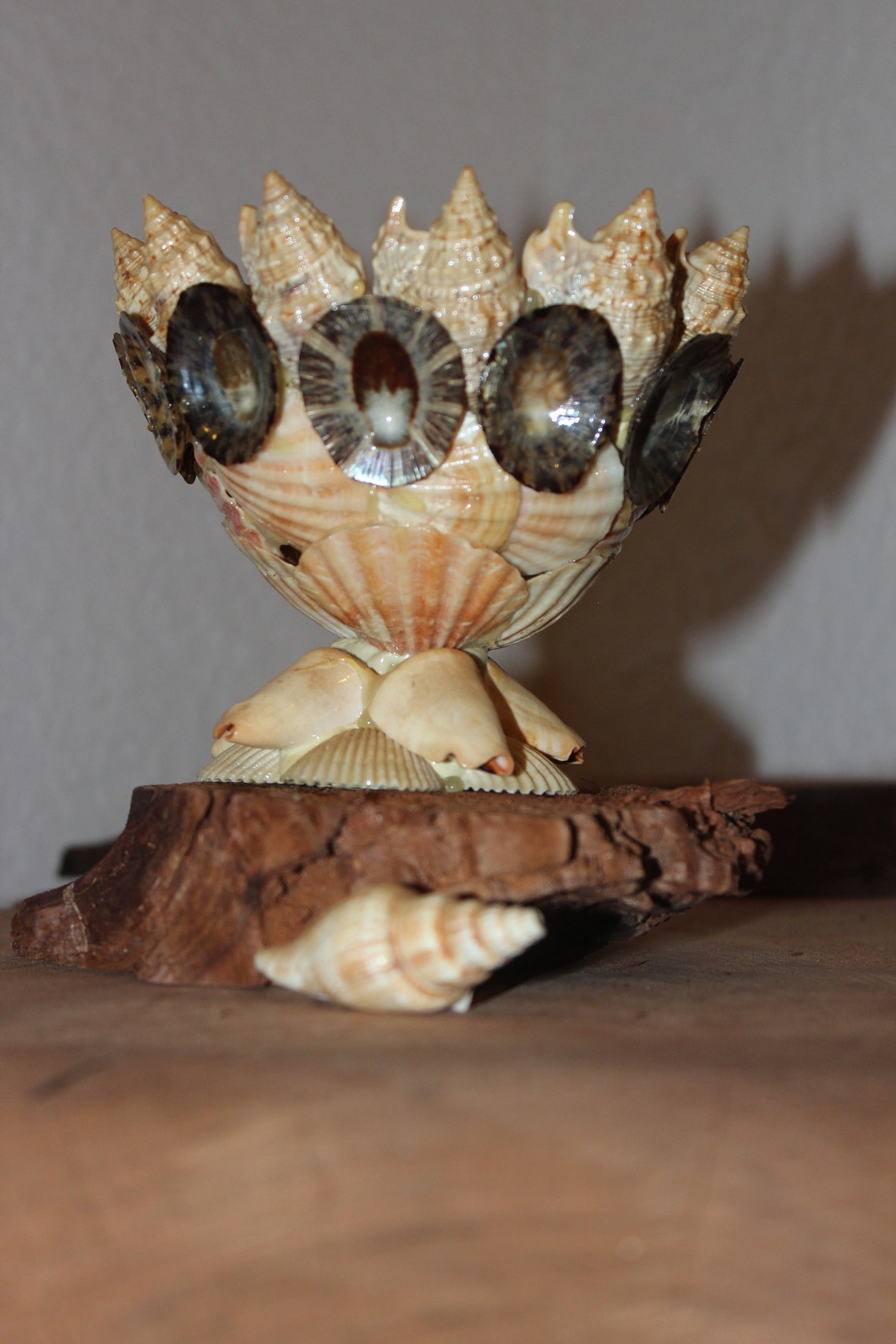 Sea Shell Dish Beach Comber Dish Sea Shell Collection Beach - Etsy