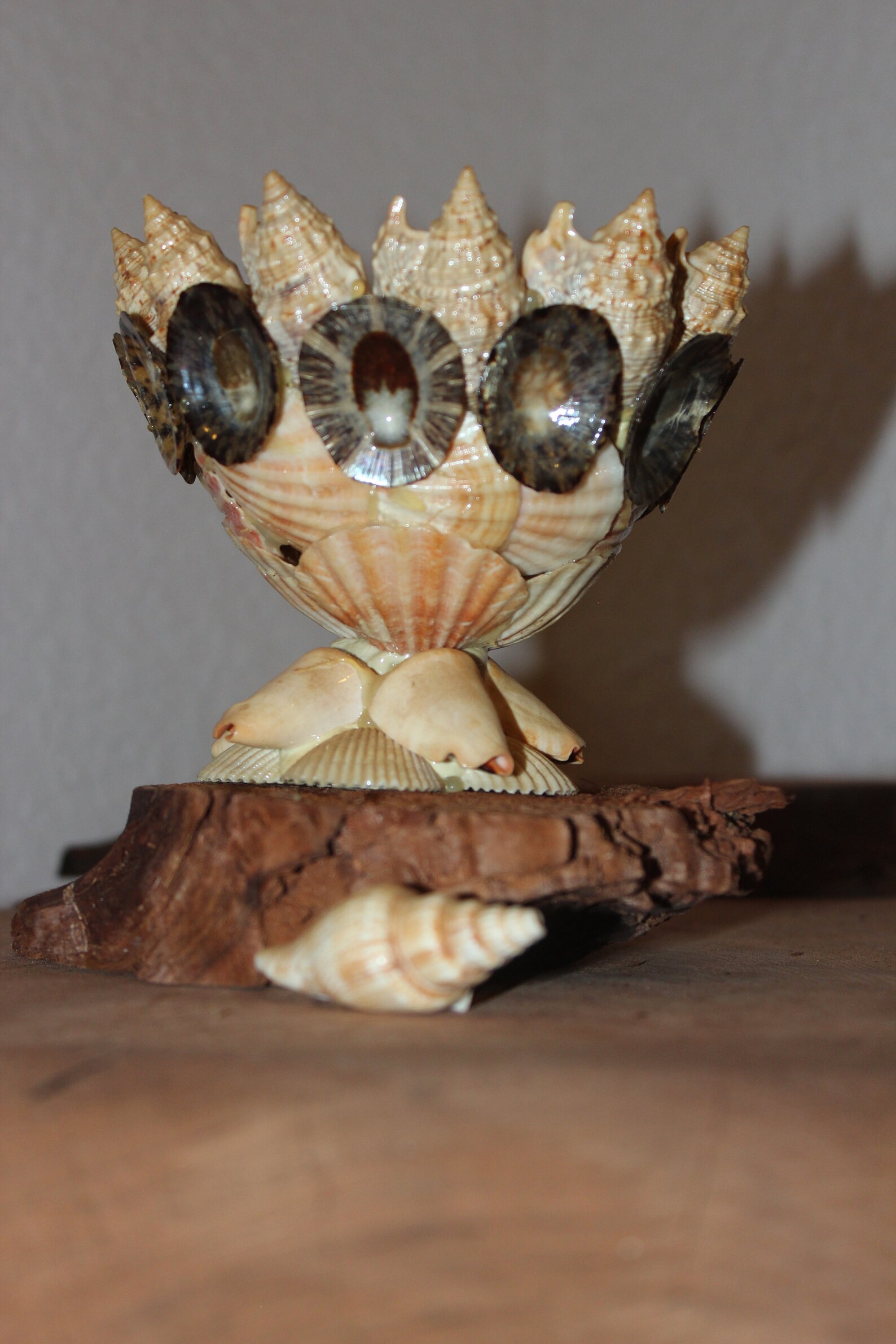 Sea Shell Dish Beach Comber Dish Sea Shell Collection Beach | Etsy