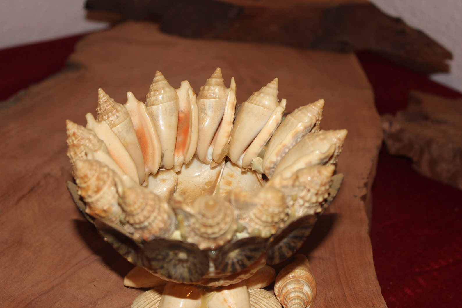 Sea Shell Dish Beach Comber Dish Sea Shell Collection Beach | Etsy