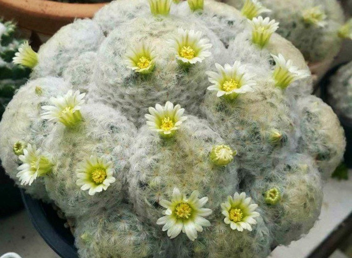 Mammillaria Plumosa ‘feather Cactus’ Shown in a 5” Pot, They Measure ...