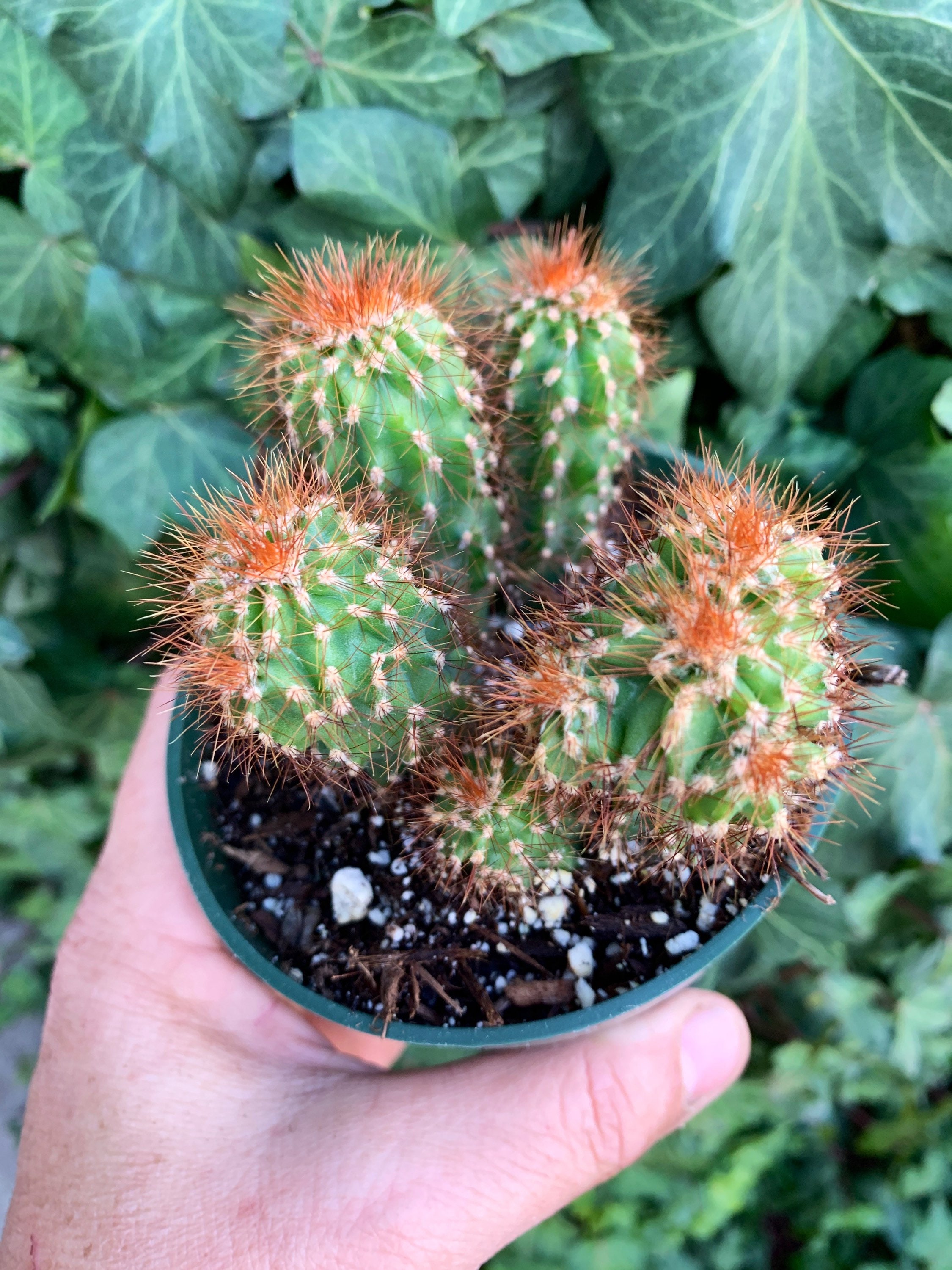 4 Cereus Peruvianos Monstrousus Curiosity Plant Indoor - Etsy