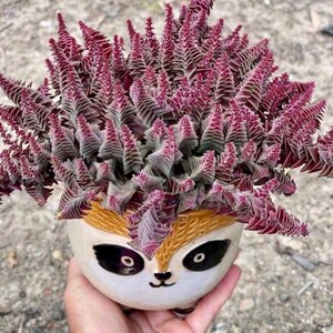 Unique Crassula Tabularis Pagoda Village Live Succulent - Ready to ...