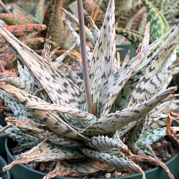 Rare Aloe - Etsy