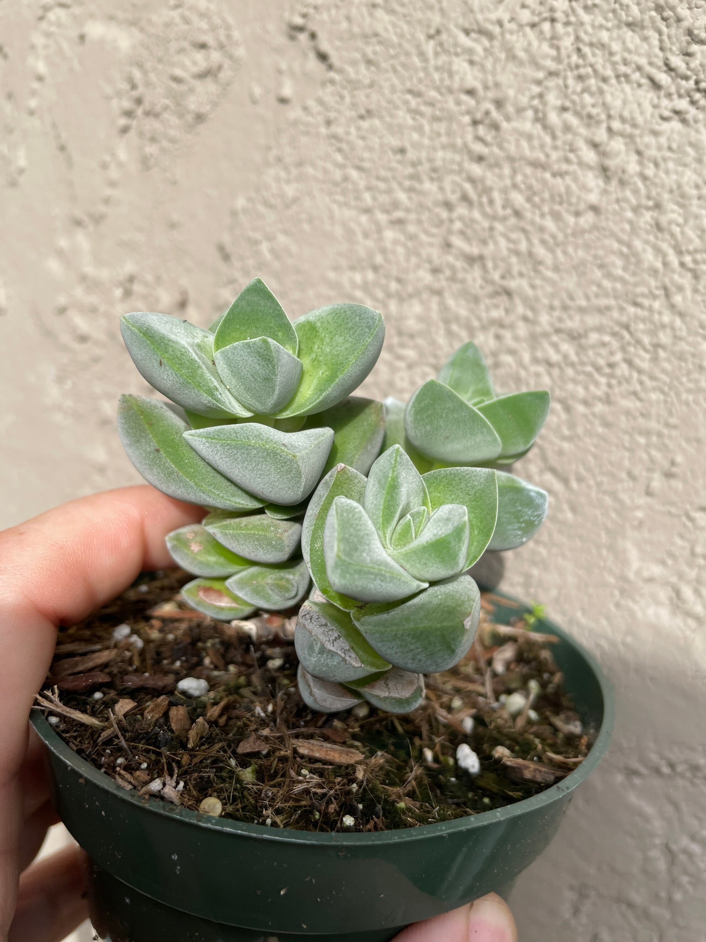 Crassula Moonglow three plants per 4.5 inch pot succulent plant Plants ...