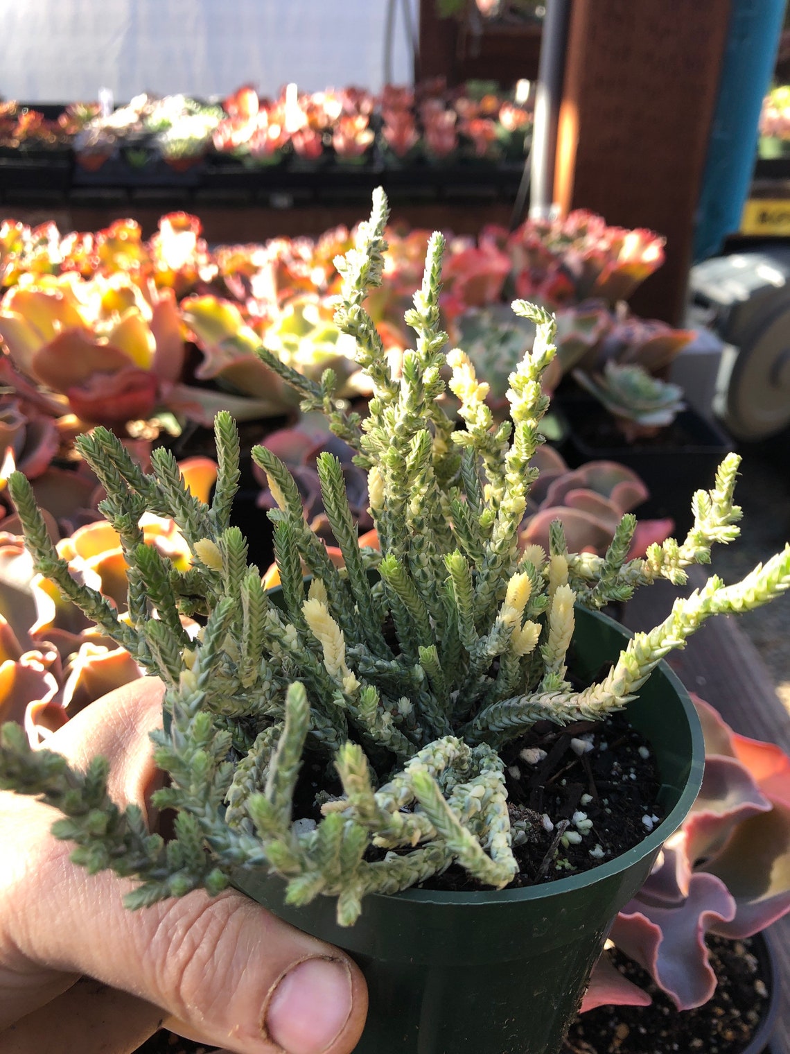 Variegated Crassula Watch Chain Succulent Plant 4 full pots | Etsy