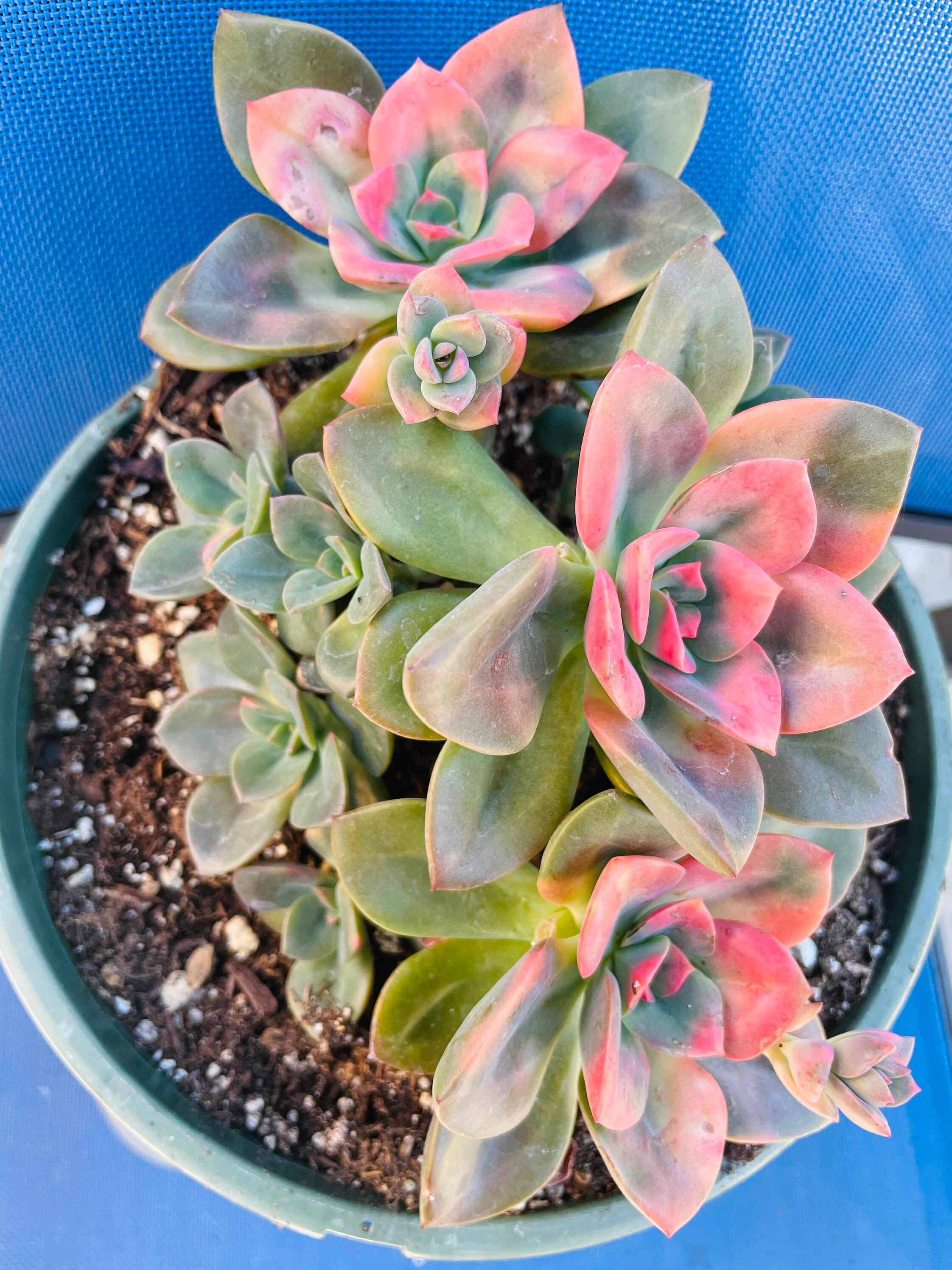 8 Echeveria Chroma Succulent Plant With Offsets - Etsy