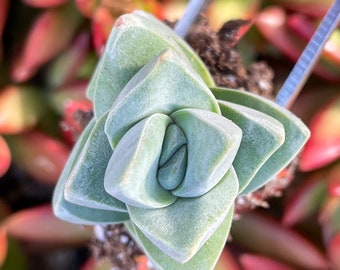 2, 4 Pot of Crassula 'moonglow' Live Succulent Plant - Etsy