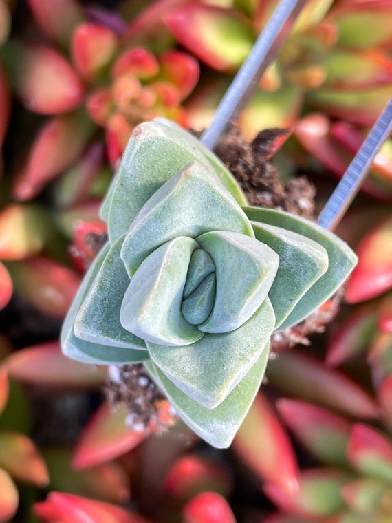 2 Crassula Moonglow Succulent Plant Etsy