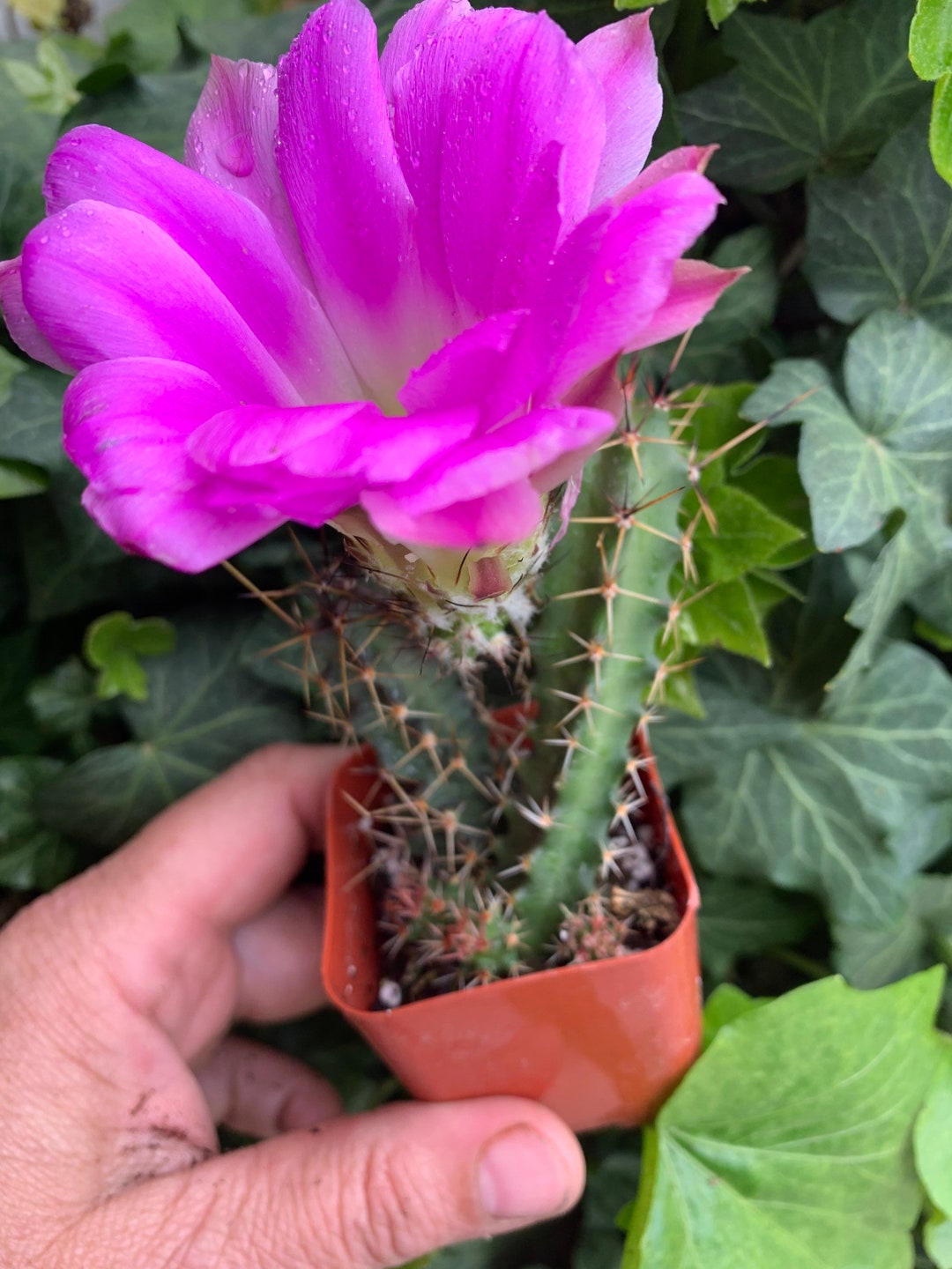 3” Cactus Lady Finger 'echinocereus Pentalophus' Live Plant Cactus ...