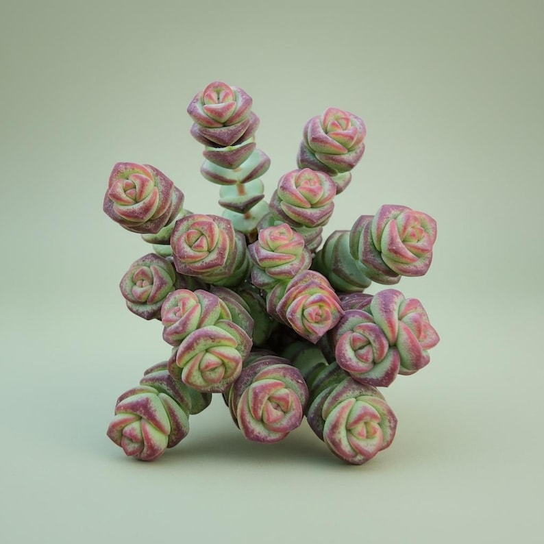 Baby Necklace, Crassula Rupestris, Rare Rooted Live Succulent Plant in ...