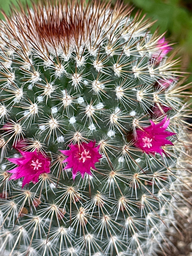 1 Gallon Mammillaria Spinosissima Red Headed Irishman Succulent Live ...