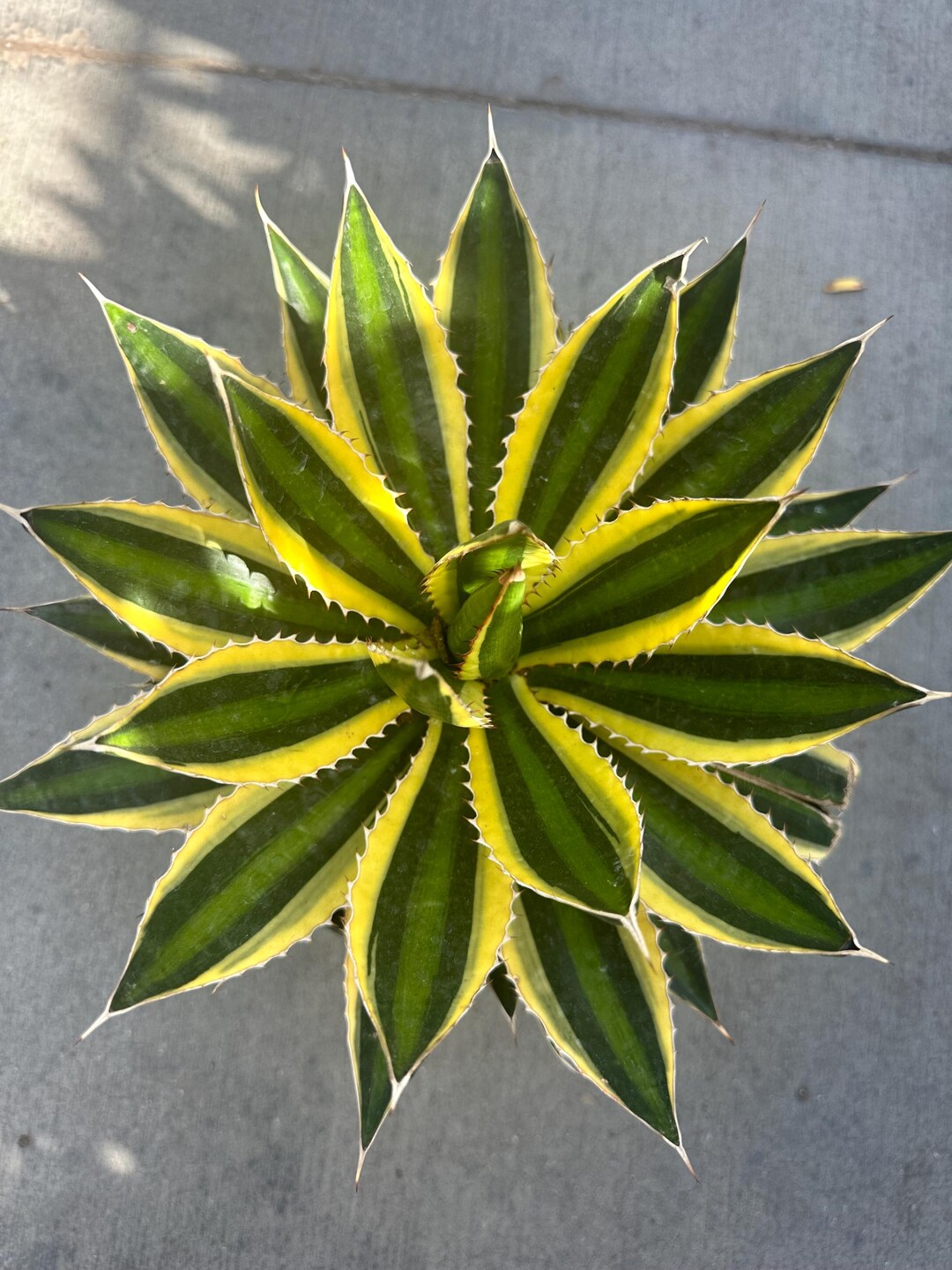 Agave Univittata ‘quadricolor’, A. Kerchovei ‘pectinata’, Goshiki ...
