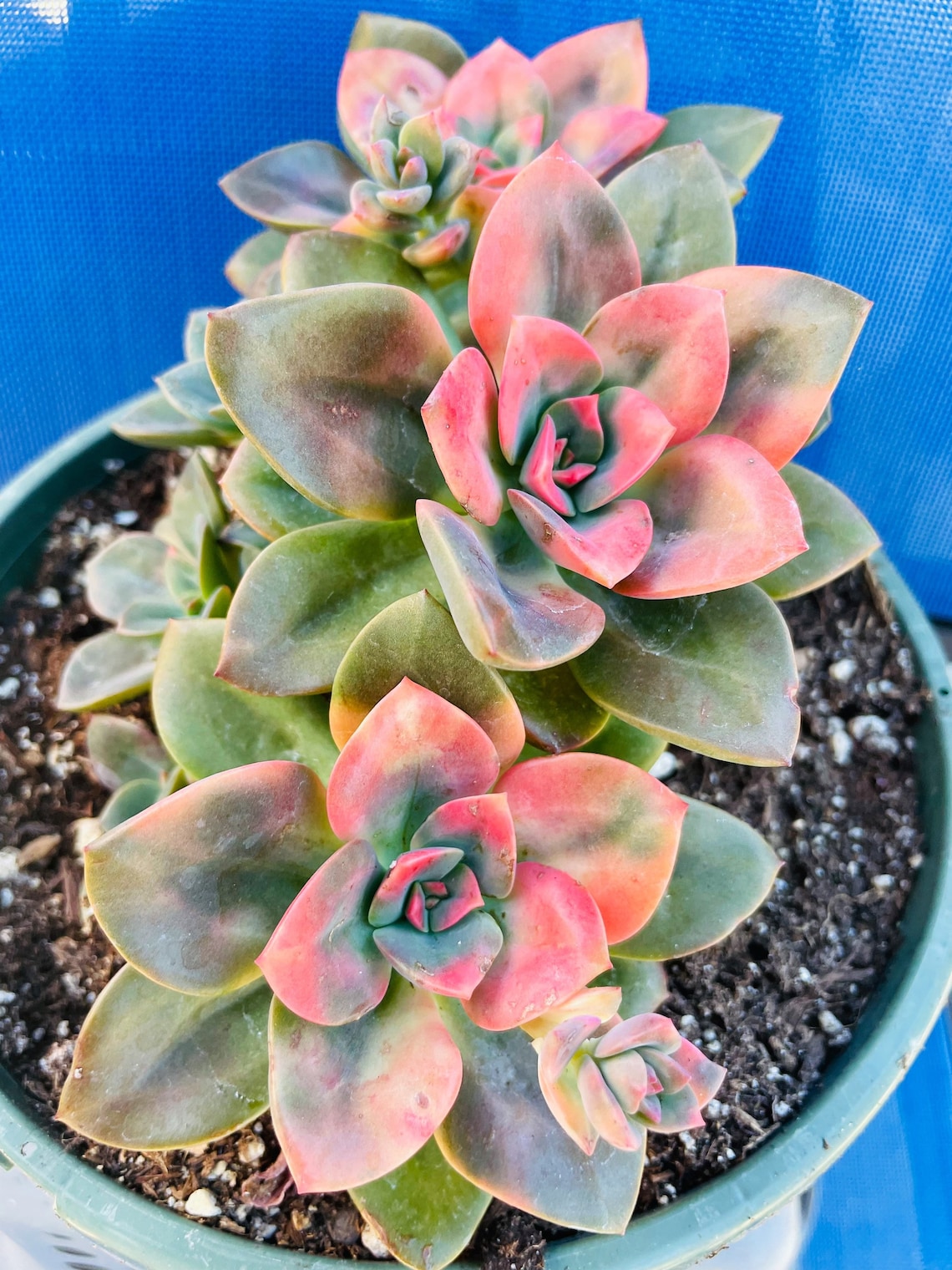 8 Echeveria Chroma Succulent Plant With Offsets - Etsy