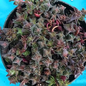 Unique Crassula Tabularis Pagoda Village Live Succulent - Ready to ...