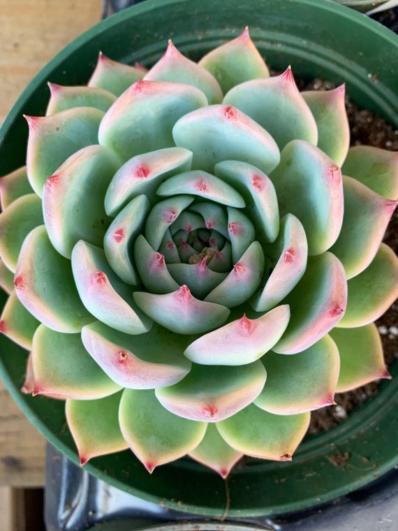 Large Echeveria Colorata Live Succulent Plant Shown in a 6 - Etsy