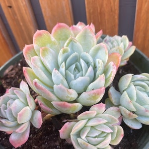 6” Echeveria Elegans/raspberry Ice Cluster Succulent Plant Gallon Pot ...