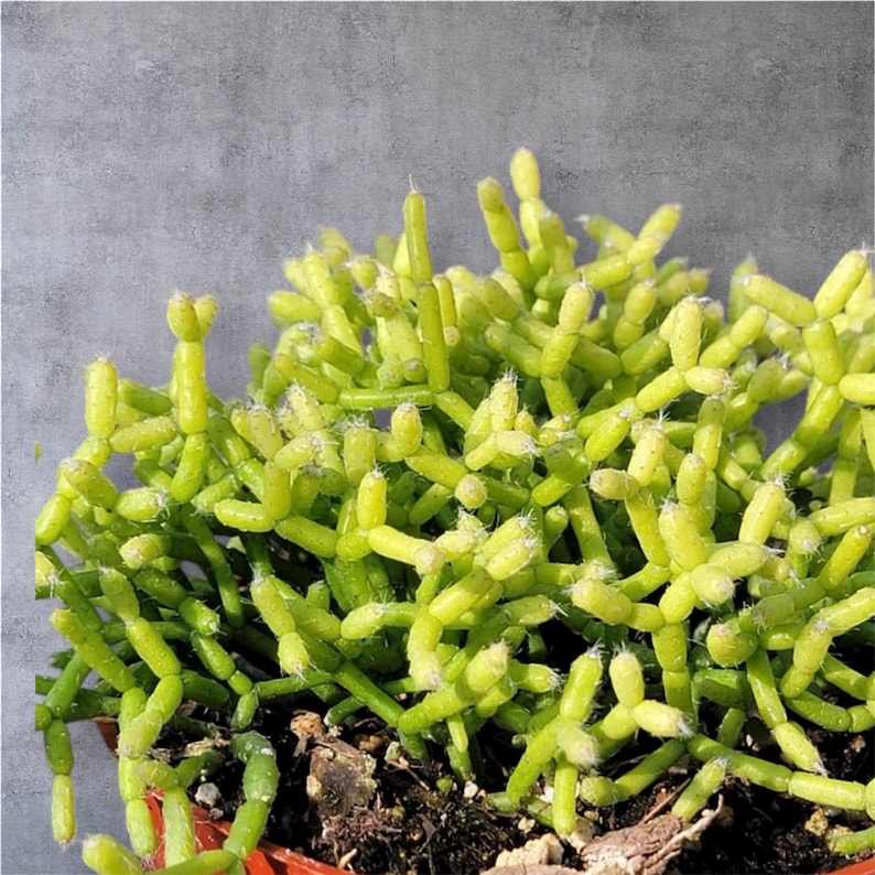 Rhipsalis Cereusculam, Coral Cactus Succulent Plant in 2", 4" Pot - Etsy