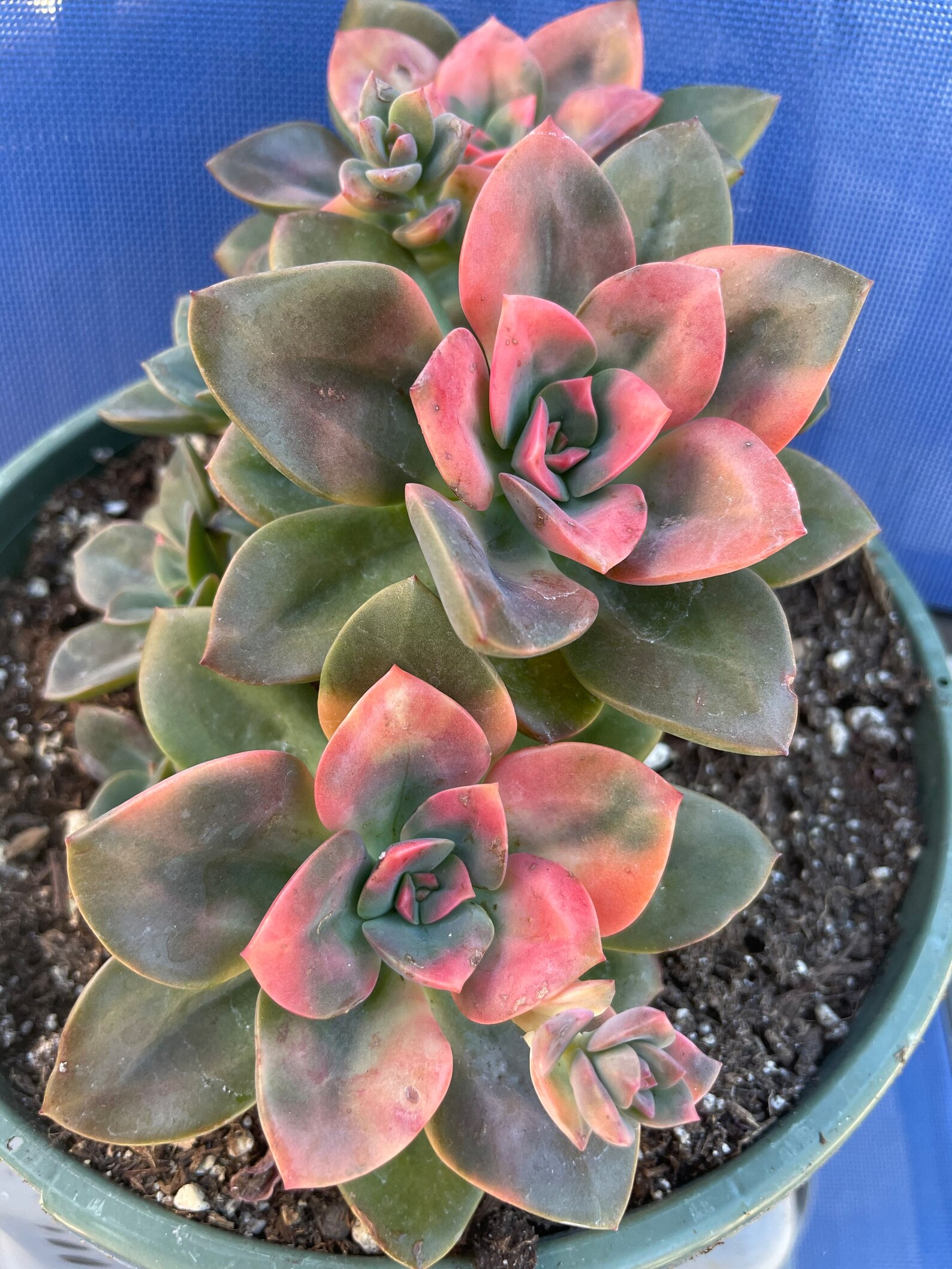 8 Echeveria Chroma Succulent Plant With Offsets - Etsy