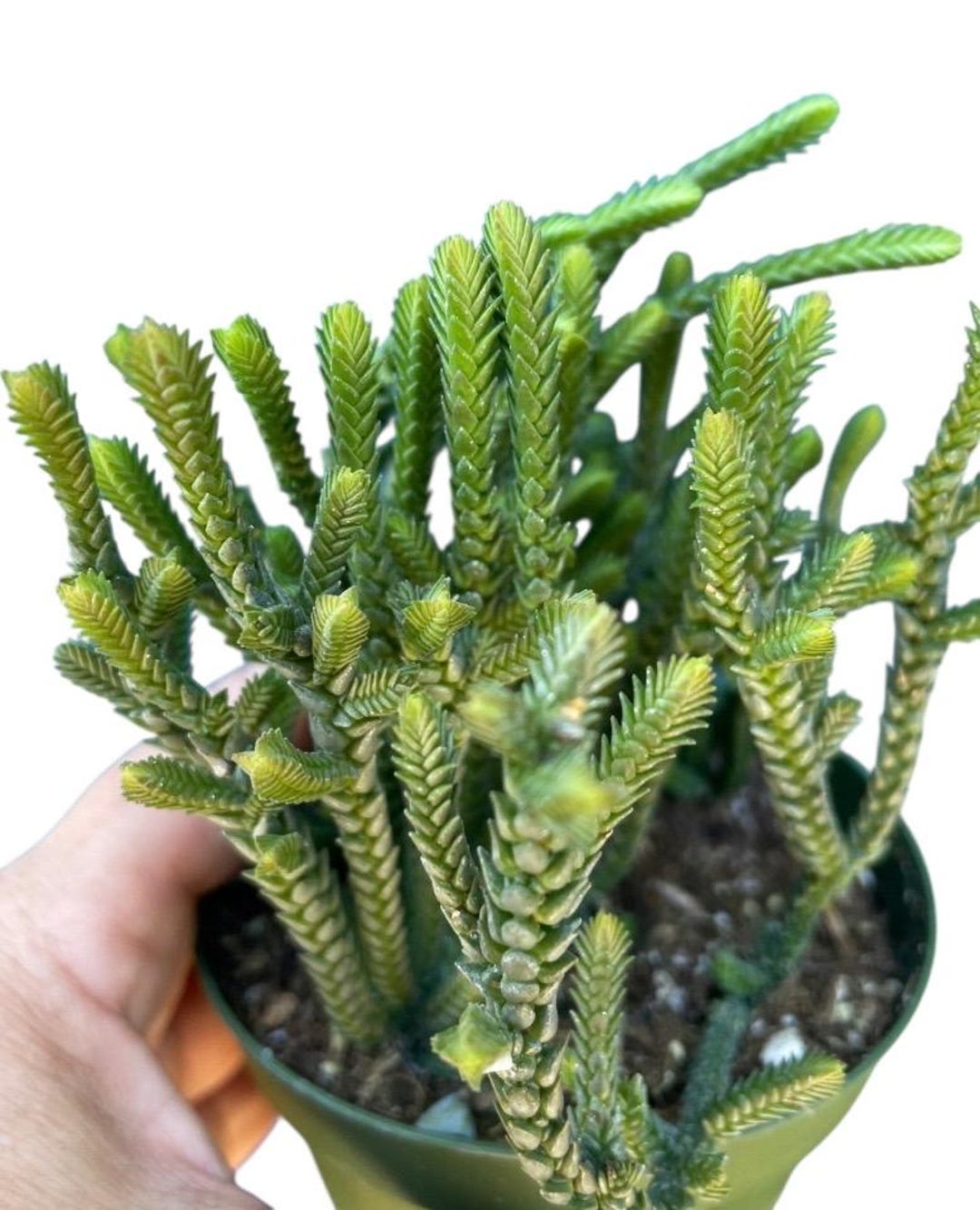 Giant Watch Chain, Princess Pine, Crassula Muscosa 'watch Chain ...