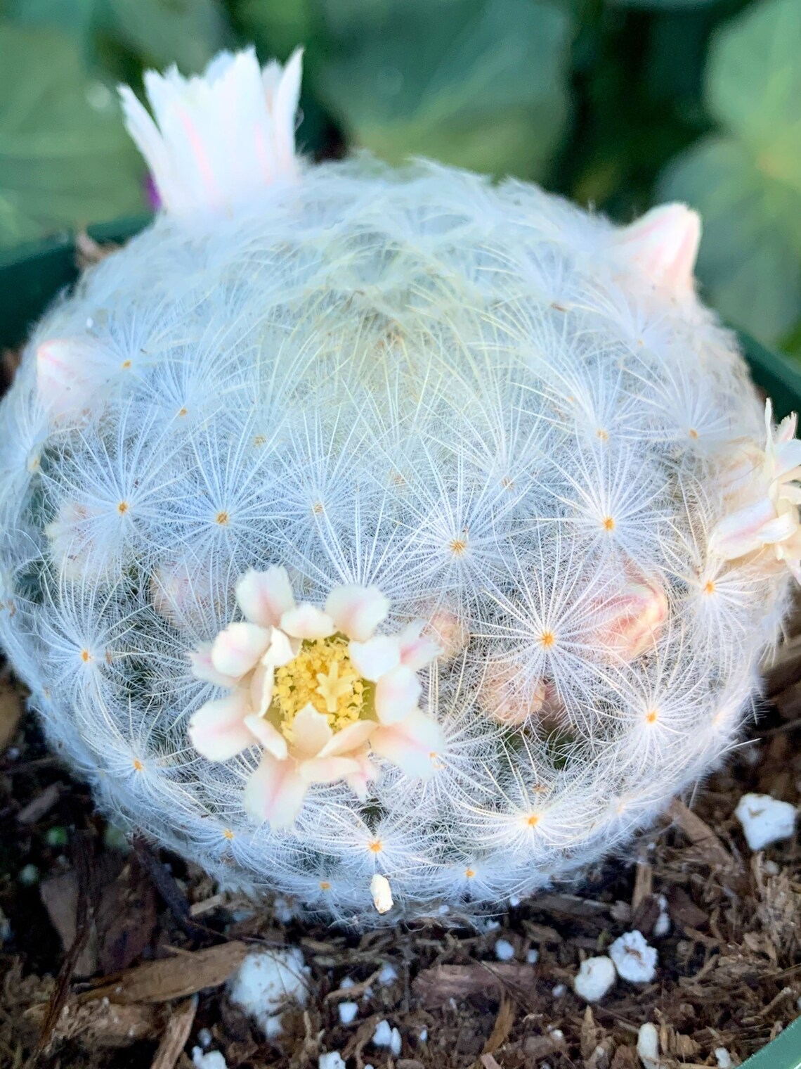 Mammillaria Plumosa ‘feather Cactus’ Shown in a 5” Pot, They Measure ...