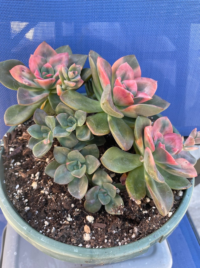 8 Echeveria Chroma Succulent Plant With Offsets - Etsy