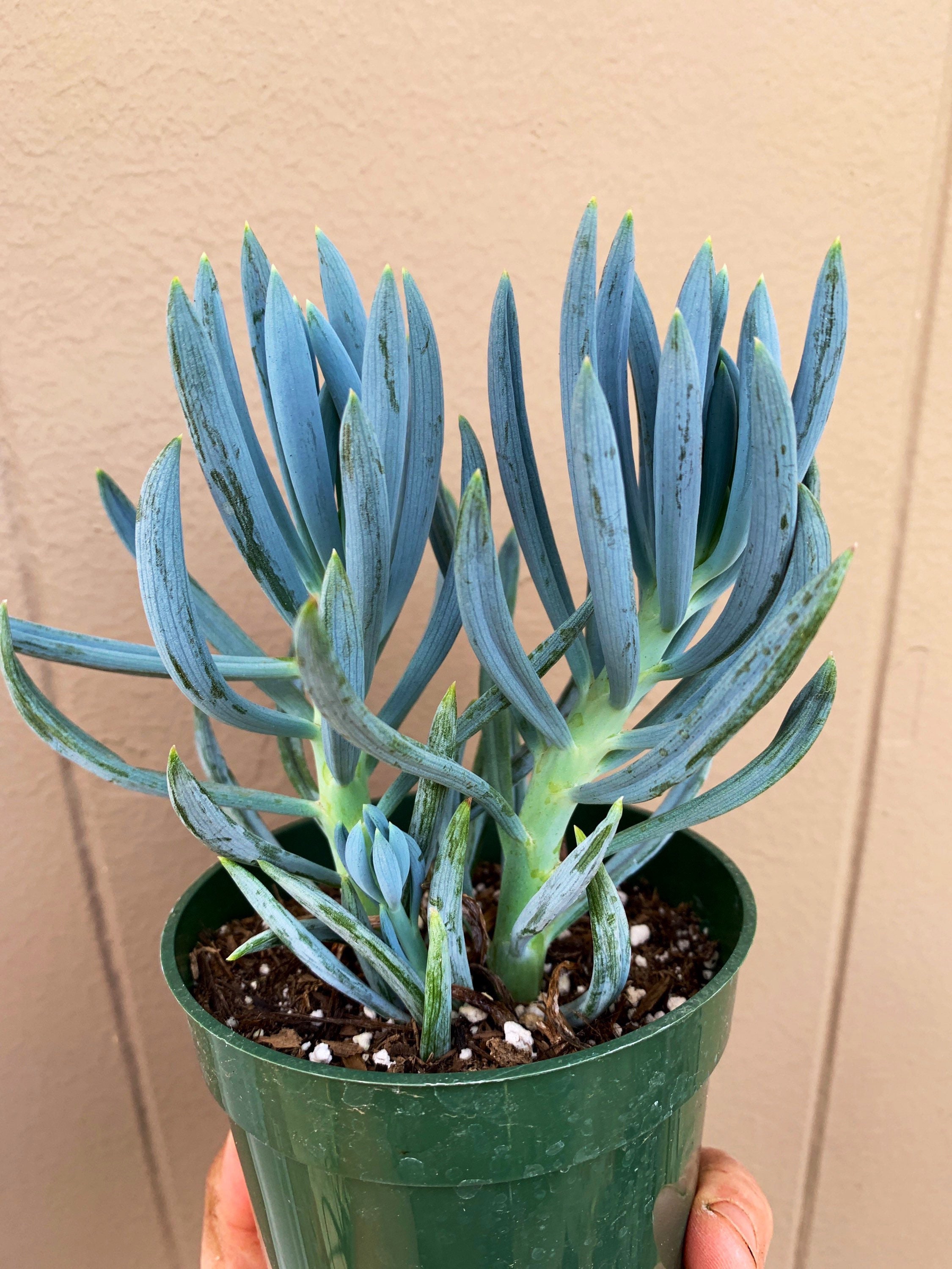 4 Senecio Mandraliscae Blue Pickle Plant. Succulent - Etsy UK