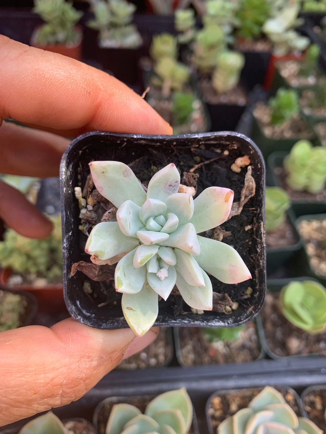 2” Rare Dudleya Hassei Hybrid Double Head 2” Succulent Plant - Etsy
