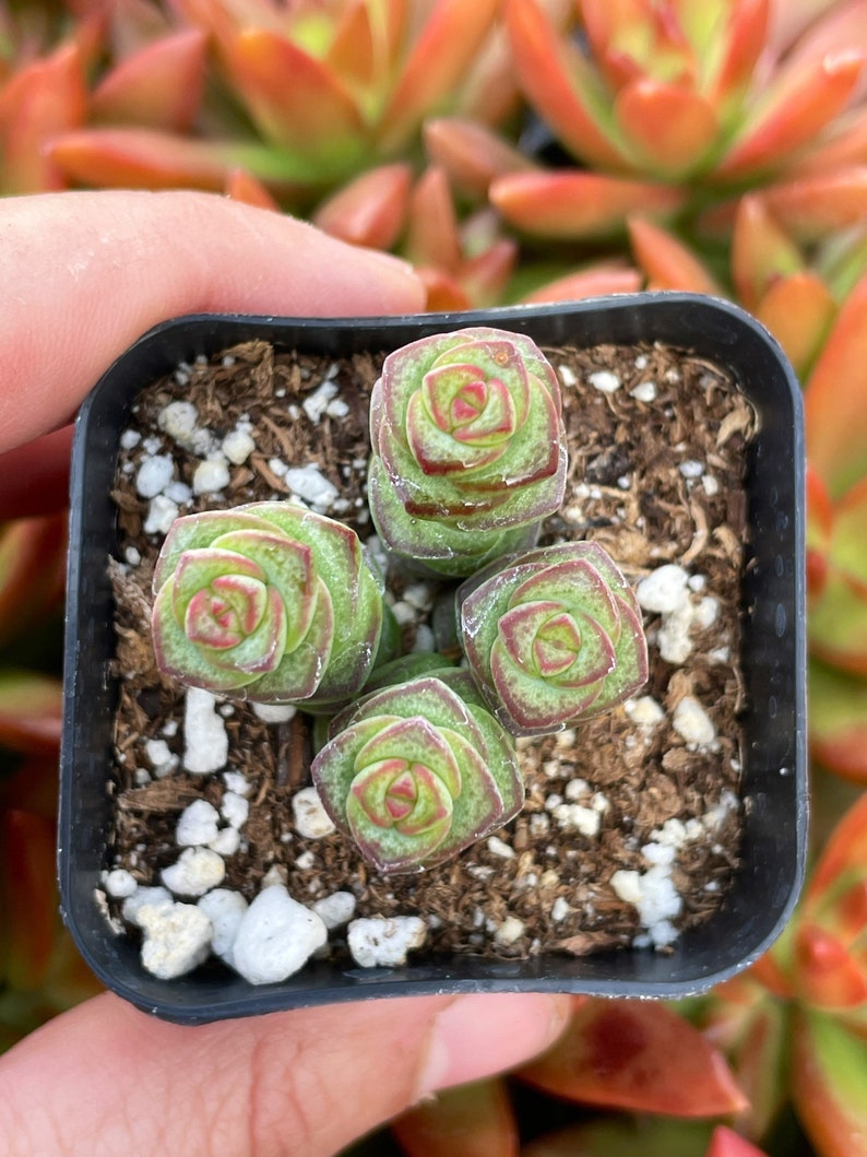 Baby Necklace, Crassula Rupestris, Rare Rooted Live Succulent Plant in ...