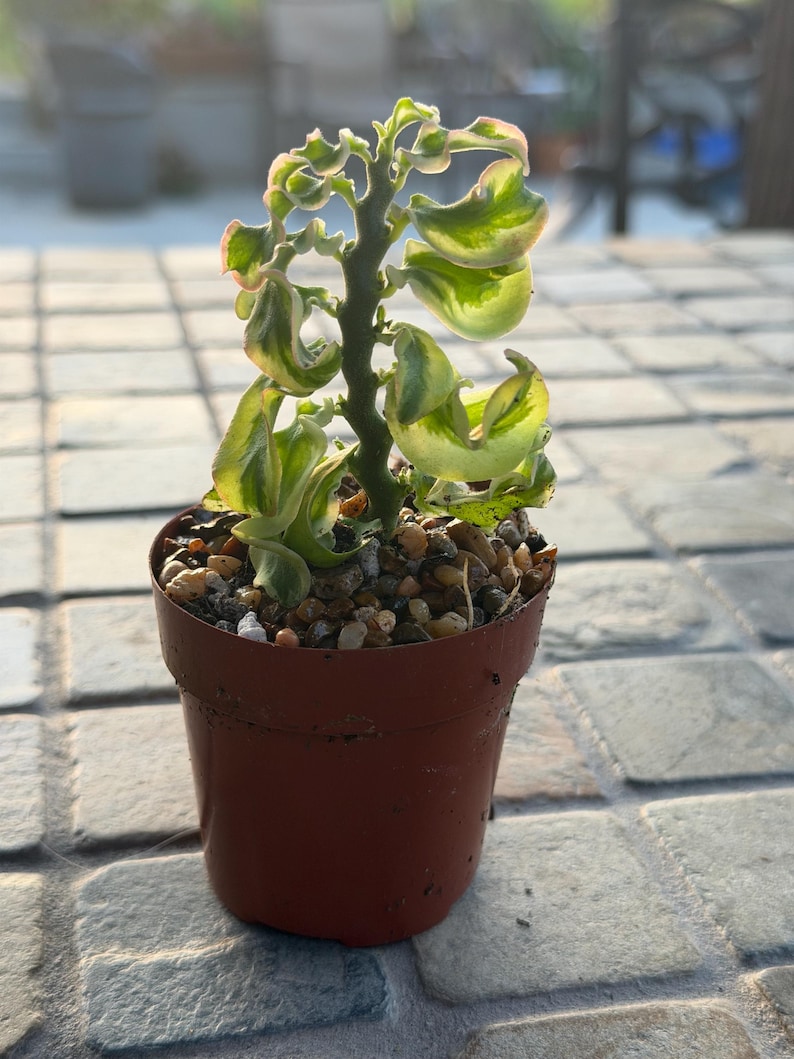 Pedilanthus Curly Devil's Backbone | Devil's Backbone Variegated ...
