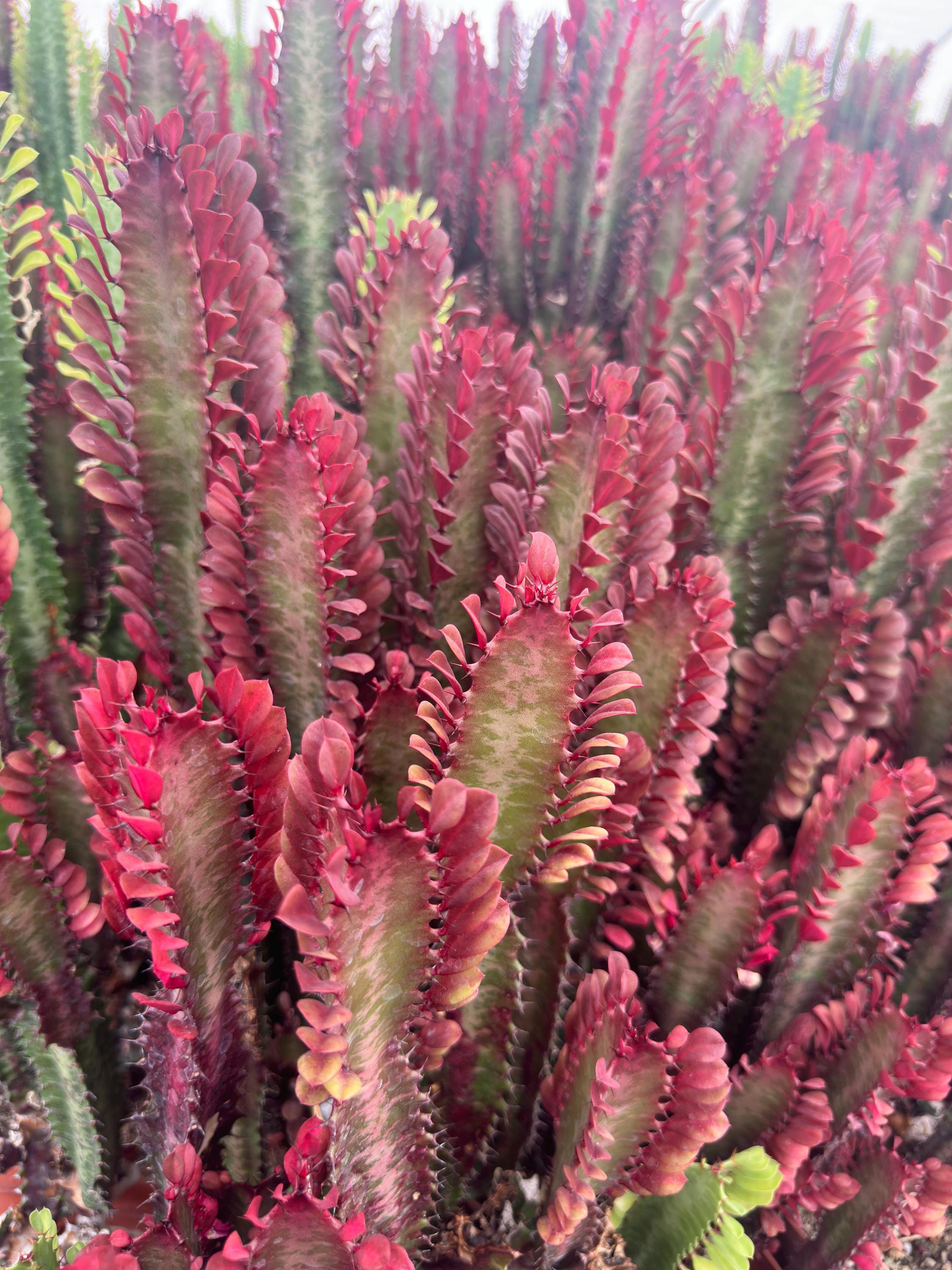 Euphorbia Trigona CV. Royal Red Rubra Cactus Rare Succulent Live Cacti ...