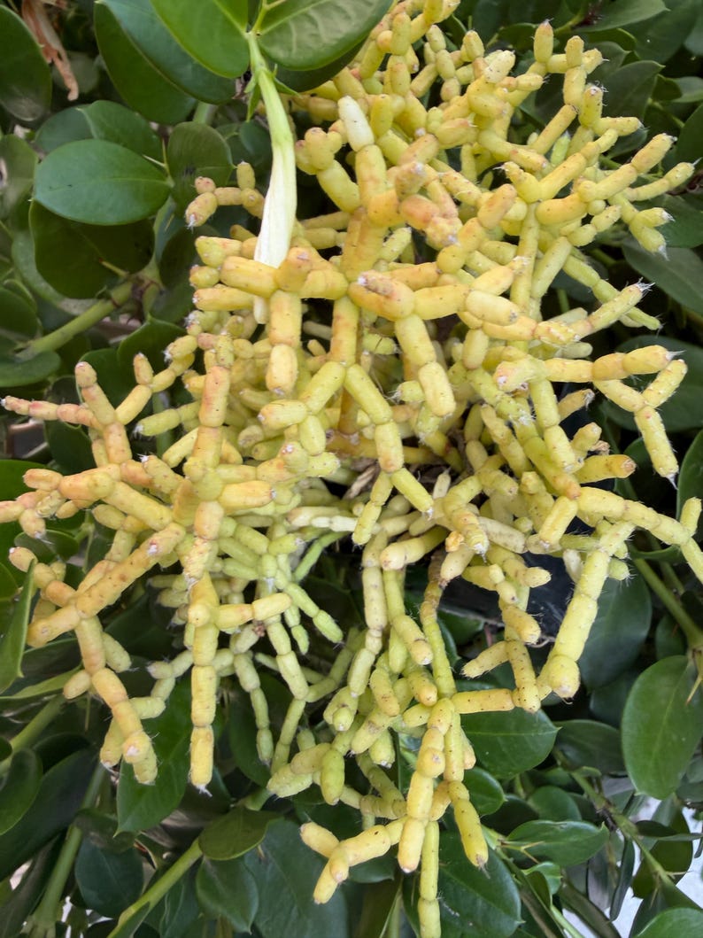 Rhipsalis Cereusculam, Coral Cactus Succulent Plant in 2", 4" Pot - Etsy