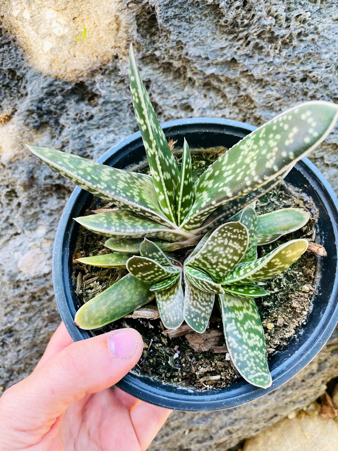 Gasteria Little Warty Succulent Plant with offsets shown in 6 | Etsy
