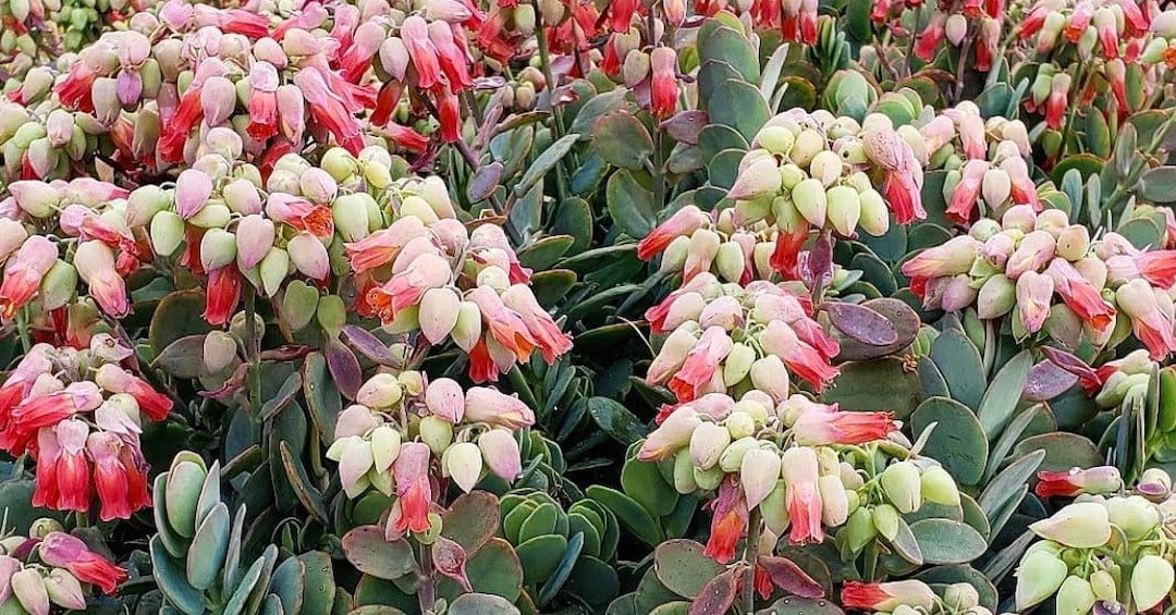 Marnier’s Kalanchoe (kalanchoe Marnieriana), Rooted Live Succulent ...