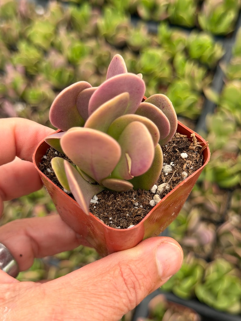 Weeping Jade, Trailing Jade, Variegated Succulent, Home Decor Plant ...