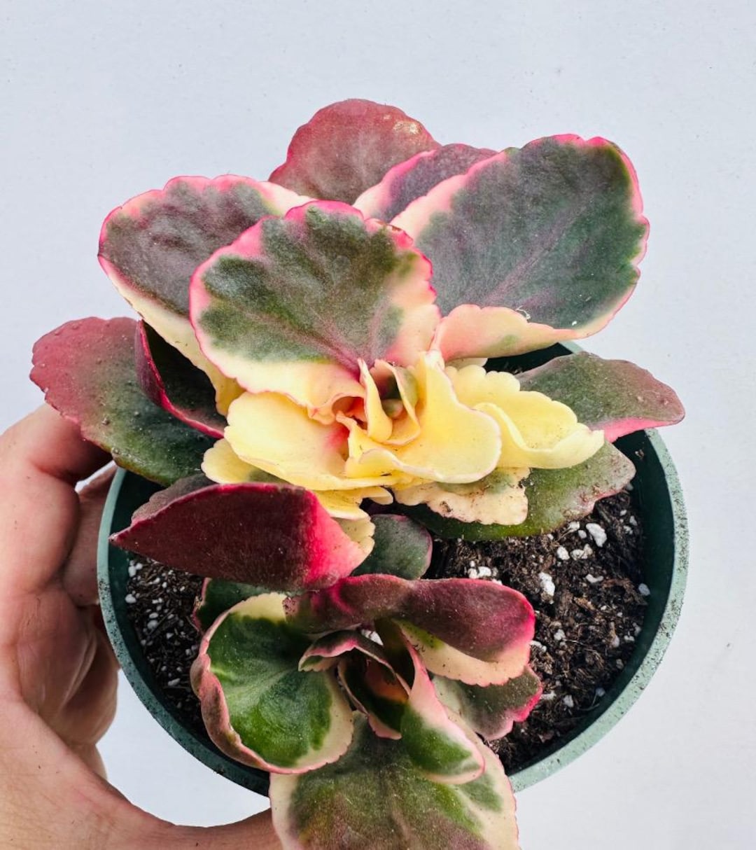 Kalanchoe ''creamed Scallops" Variegated Plant RARE Rooted Live ...