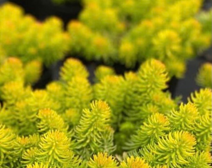 5” Cold Hardy /sedum Angelina Succulent Plant - Etsy