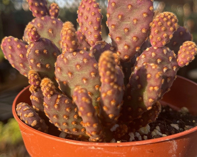 2 Pink Cinnamon Cactus - Etsy