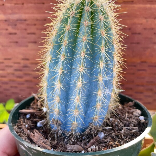 Blue Cactus - Etsy
