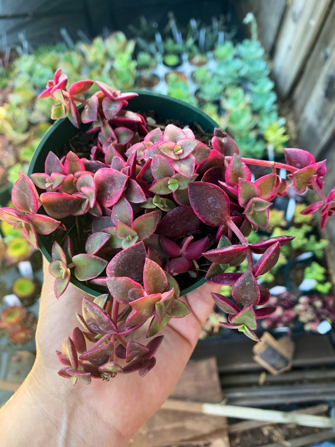 4 Crassula Pellucida Variegata/ Pink Calico Kitten - Etsy