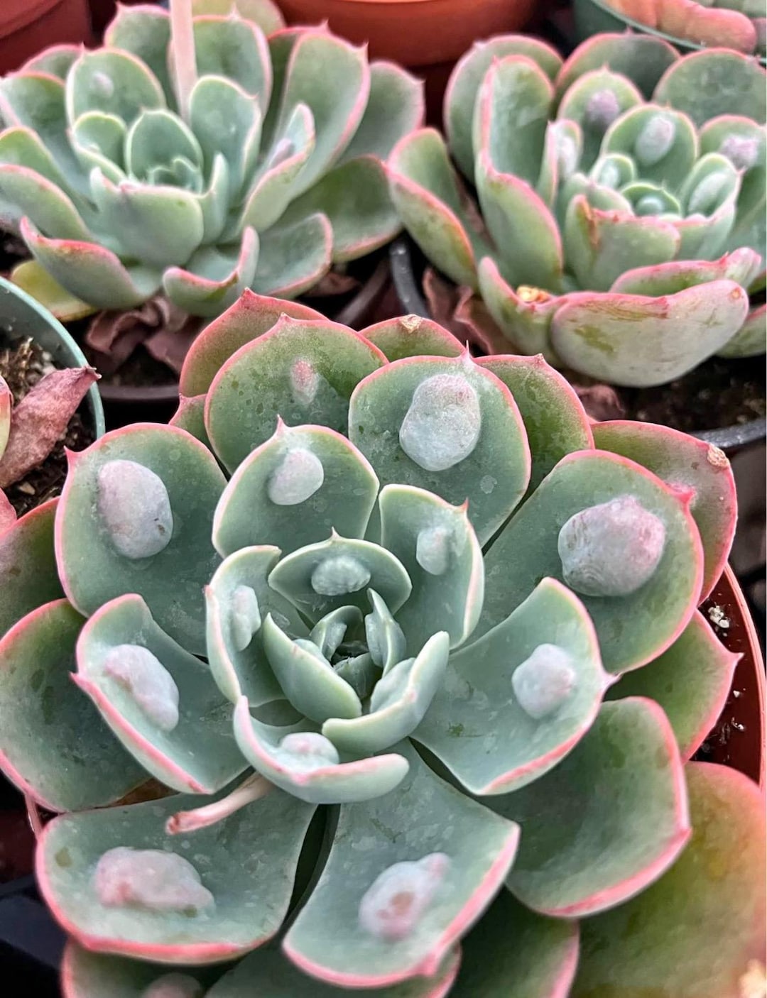 Rare Succulent- Echeveria Raindrop Rooted Live Succulent Plant in 2”, 4 ...
