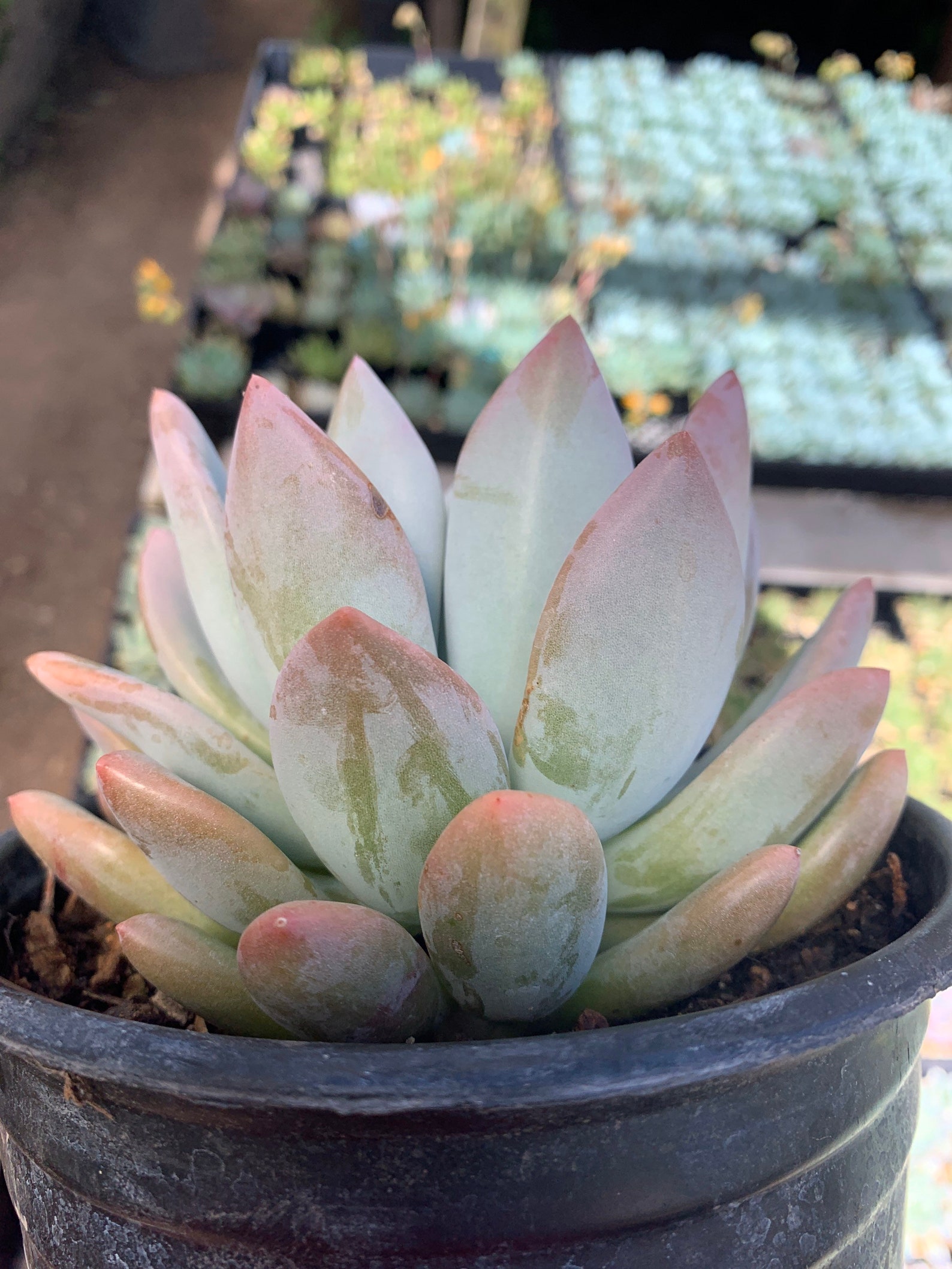 Graptoveria Opalina Succulent Plant 6 Pot | Etsy